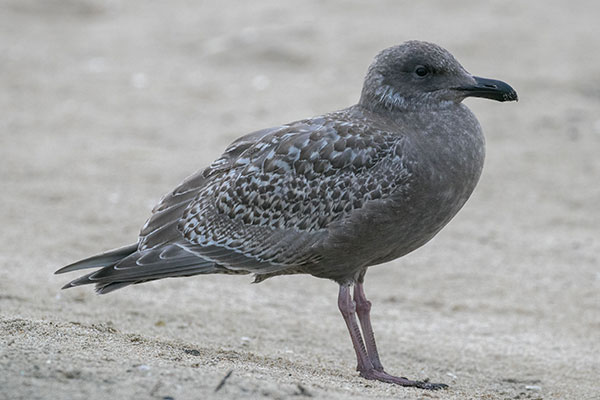 Gull Hybrids and Subspecies in San Mateo County