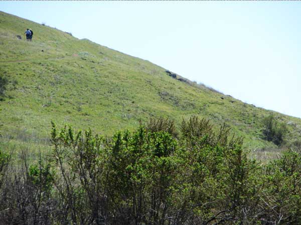 Russian Ridge Open Space Preserve Description & Information